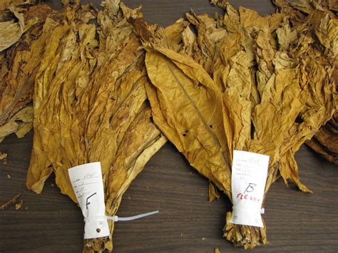 What To Put In Dry Tobacco At Jessica Dowie Blog
