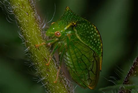 Buffalo Treehopper Scrolller