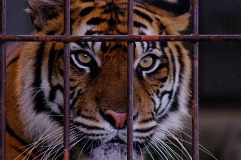 Tigar Images – Browse 87 Stock Photos, Vectors, and Video | Adobe Stock