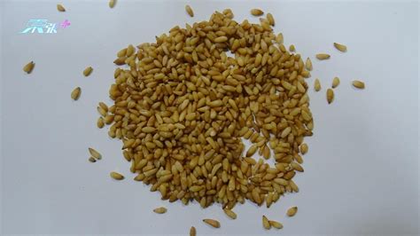 提高警覺｜大埔中醫診所中藥材「柏子仁」黃曲霉毒素超標 衛生署下令回收 東張