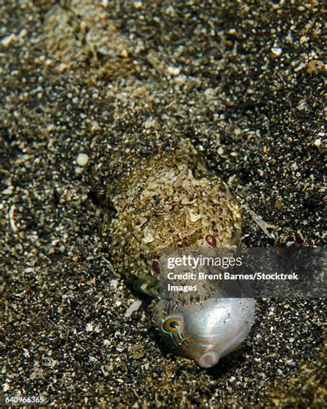 Aulopiformes Photos And Premium High Res Pictures Getty Images