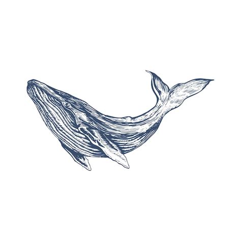 Premium Vector Hand Drawn Whale Illustration