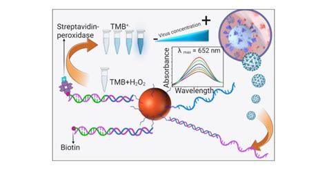 Colorimetric Hybridization Sensor For Dna Mimic Of A Sars Cov 2 Rna Marker Direct And Inverse