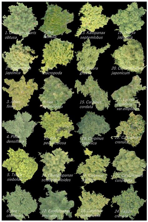 Tree Crown Images Of Each Species Taken By UAV From 100 M Altitude Download Scientific Diagram