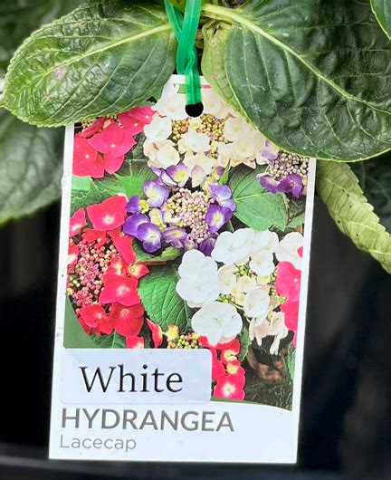 Hydrangea Lacecap White Echuca Plant Farm