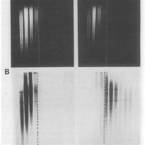 Nuclear Dna Synthesis In Vitro Represents Authentic Replication Nuclei