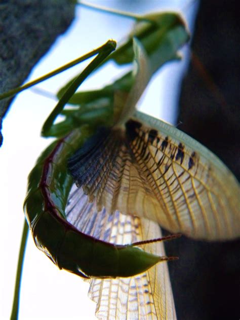 This Praying Mantis Is Preparing For The Air With Her Wings Spread