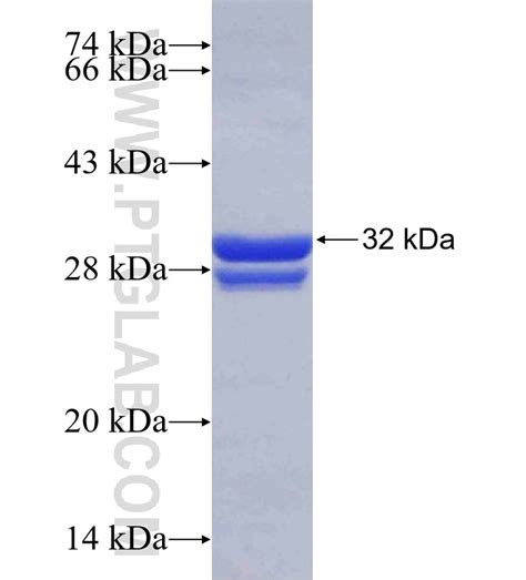 Rab8a Fusion Protein Ag30567 Proteintech