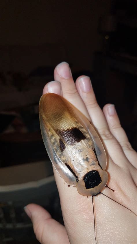Adult Giant Cave Roach One Of My Faves R Roaches