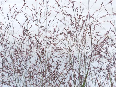 Panicum Virgatum Or Switchgrass Ornamental Grass Panicle Infloresces