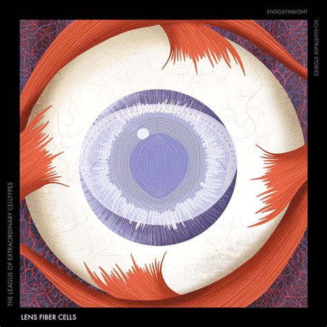 Lens Fiber Cells Gatekeepers Of The Eye That Focus On By Sci
