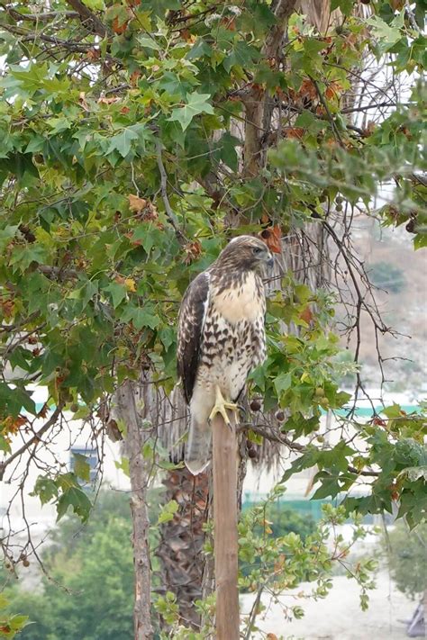鳥 紅尾鵟 Red Tailed Hawk Buteo Jamaicensis