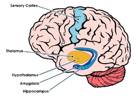 Endbrain Interbrain Midbrain Hindbrain Some Types Of