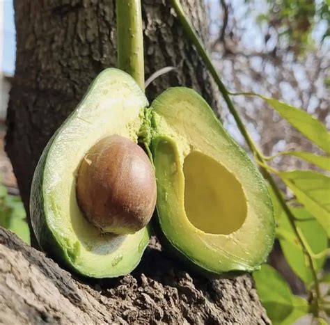 Fuerte Avocado Grow Guide Tropical Tree Guide