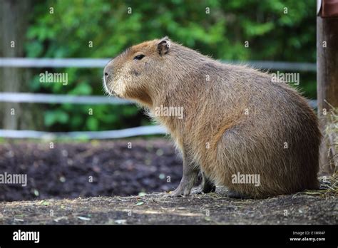 Il Capibara Immagini E Fotografie Stock Ad Alta Risoluzione Alamy