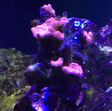 Tyree Setosa Advice General Reef Keeping Chatter Indmas Indiana Marine Aquarium Society