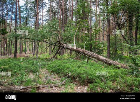 Summer Forest Landscape With Deciduous Trees Mainly Pedunculate Oak