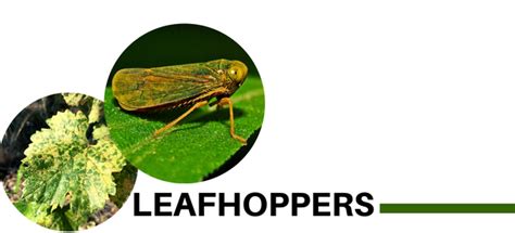 Leafhopper Control Naturesgoodguys
