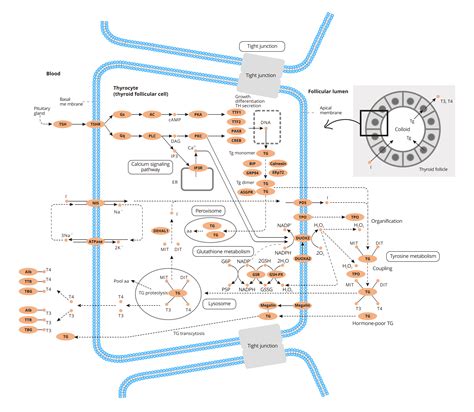 Thyroid Hormones Emporiumlio