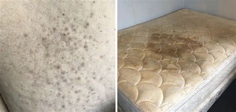 How To Remove Mold From Mattress 11 Easy Guidelines 2026