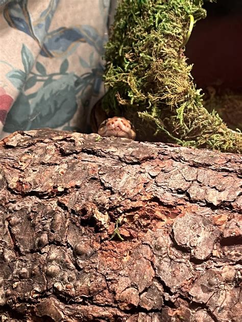 My Ball Python Babies 🥰 Rsnakes