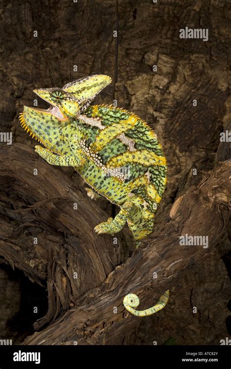 Yemen Chameleon Cone Headed Chameleon Veiled Chameleon Chamaeleo
