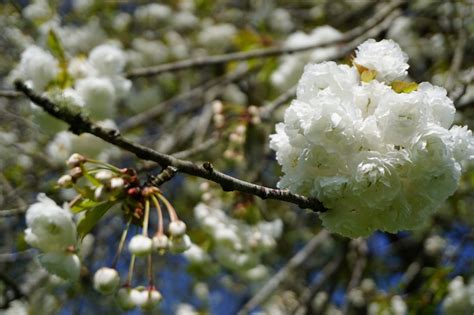 Qtra And Valid Tree Condition Safety Surveys And Tree Risk