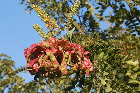 Caesalpinia Spinosa Alchetron The Free Social Encyclopedia