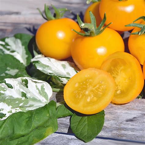 Tomate Cerise Potato Leaf Variegated Variété Rare Graines Alsagarden