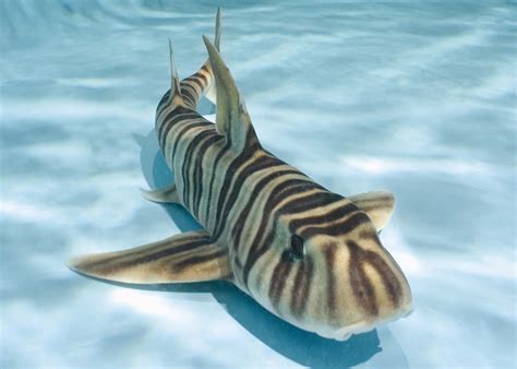 [300 ] Zebra Shark Wallpapers