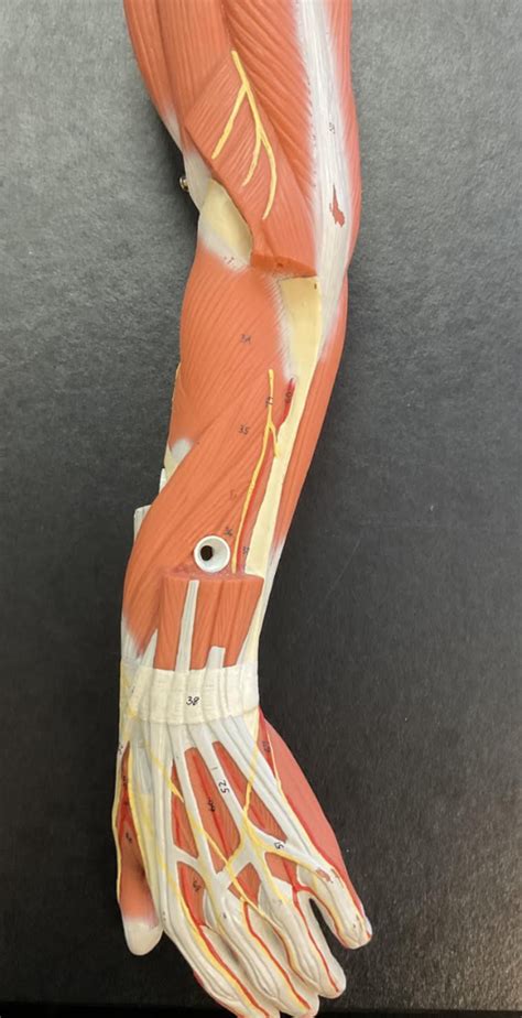 Posterior Forarm Deep Diagram Quizlet