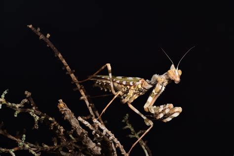Thistle Mantis Blepharopsis Mendica Small Exotic Farm