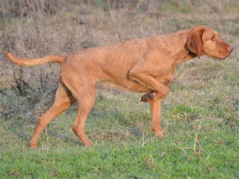 Wirehaired Vizsla Dog Breed Information Pawpedia