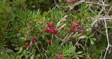 8 Exotics That Are The Best Trees For Phoenix Arizona