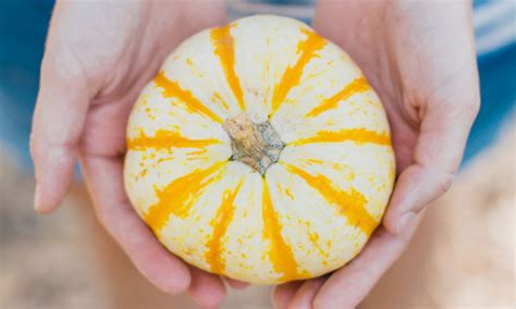 Small Pumpkin Pastel Color Palettes