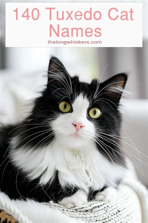 140 Tuxedo Cat Names Dapper Cat Names What To Name A Tuxedo Cat