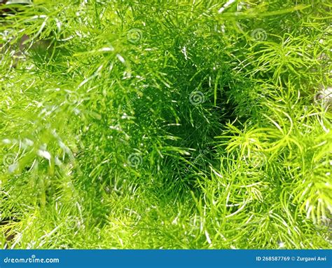 A Small Leafy Green Plant A Small Version Of An Evergreen Tree Stock