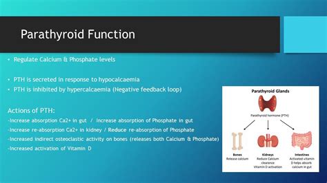 Parathyroid Function