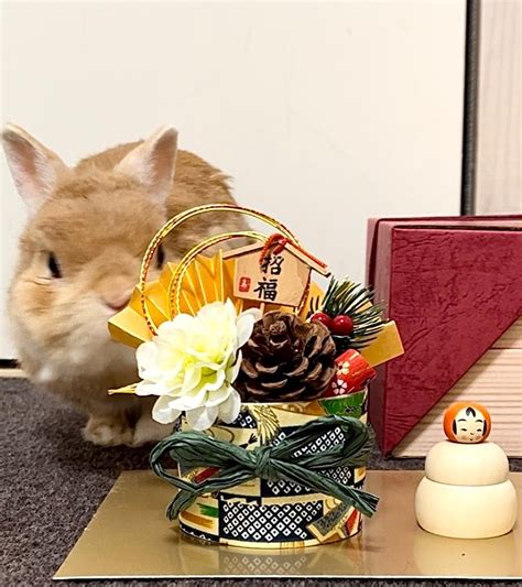 おっとりうさぎ🐰モカ 寝よ〜っと🐰 うさぎ ウサギ うさぎと暮らすうさぎのいる生活 うさぎ大好き ネザーランドドワーフ