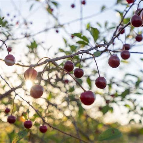 خواص آلبالو برای تعیین جنسیت و مردان و کلیه در طب سنتی مگسن
