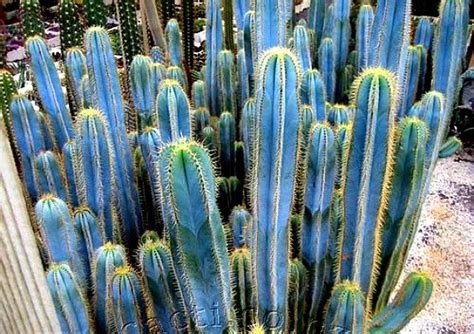 Pilosocereus Azureus Blue Torch Cactus 10 Seeds Night Blooming