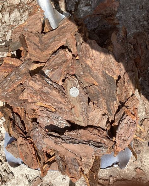 Large Pine Nuggets Georgia Florida Bark And Mulch