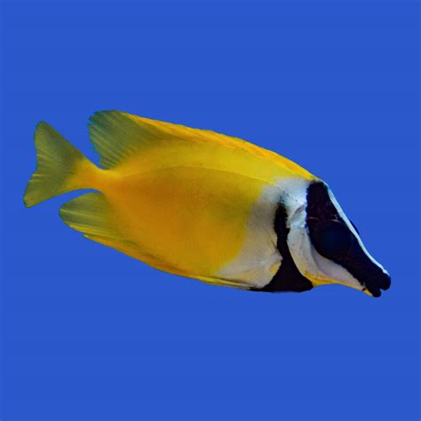 Foxface Rabbitfish Aquatic Collection Aquarium