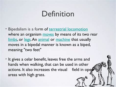 Bipedalism Ppt