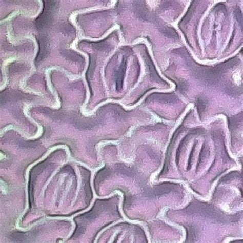 Stomata Cells Qjhp Object Detection Dataset By Roboflow100vl Full