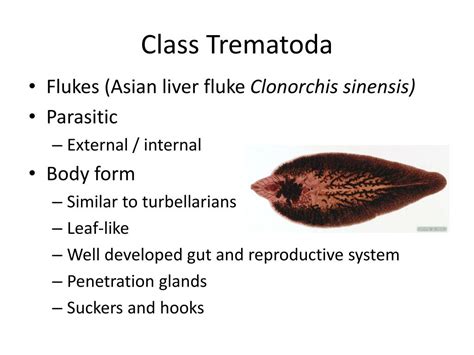 Ppt Platyhelminthes Powerpoint Presentation Free Download Id1885926