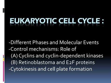 Solution Eukayotic Cell Cycle Diff Phases Mol Events Studypool