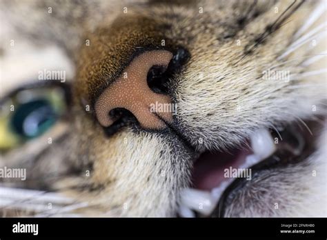 Cat Nose Close Up With Open Mouth And Blurred Blue Eye Focus On The