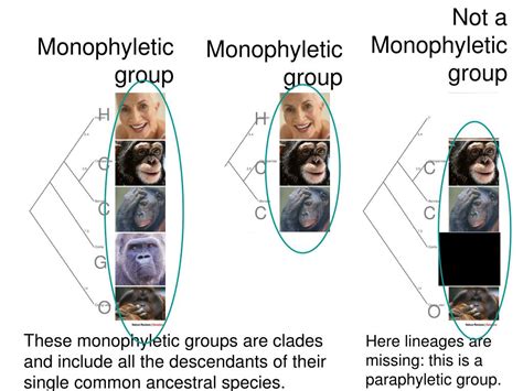 Ppt Human Molecular Evolution Lecture 2 Powerpoint Presentation Free