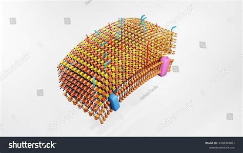 3d Illustration Gram Positive Bacterial Cell Stock Illustration